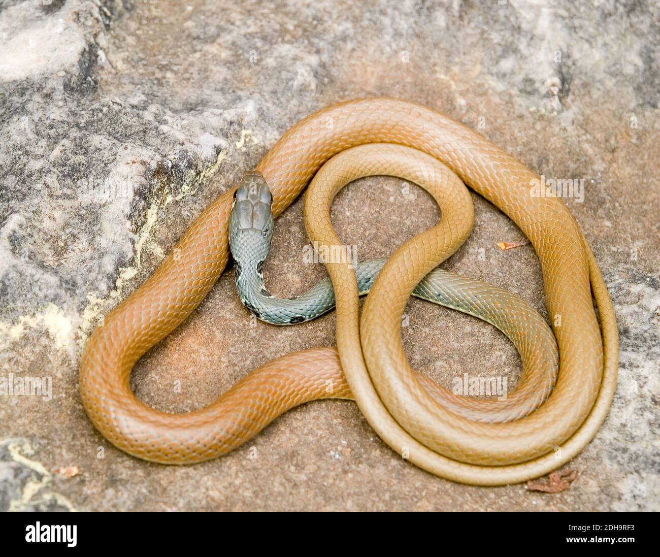 slender whip snake, platyceps najadum, former coluber najadum Stock ...