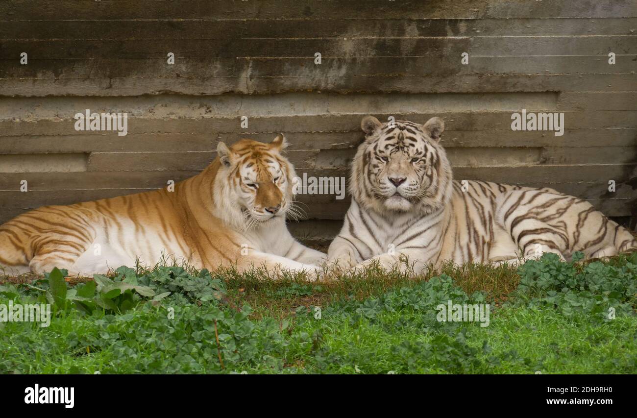 A beautiful shot of two different colored tigers in brown and white ...