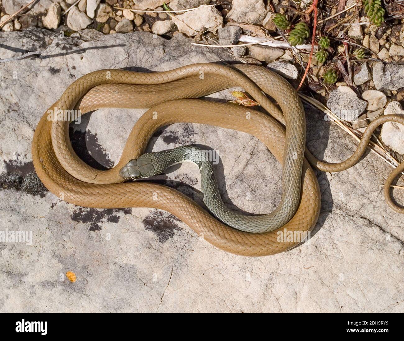 slender whip snake, platyceps najadum, former coluber najadum Stock ...