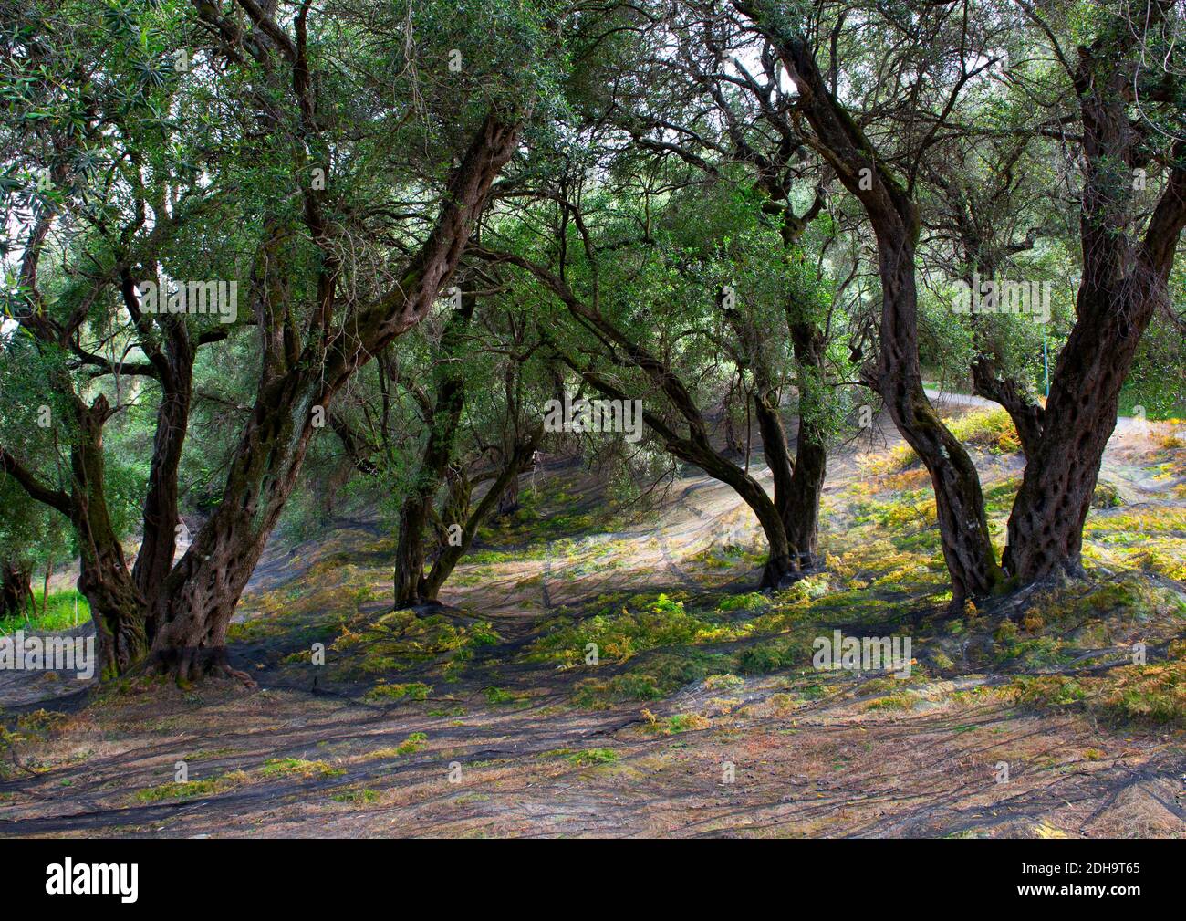 Memories olive grove hi-res stock photography and images - Alamy