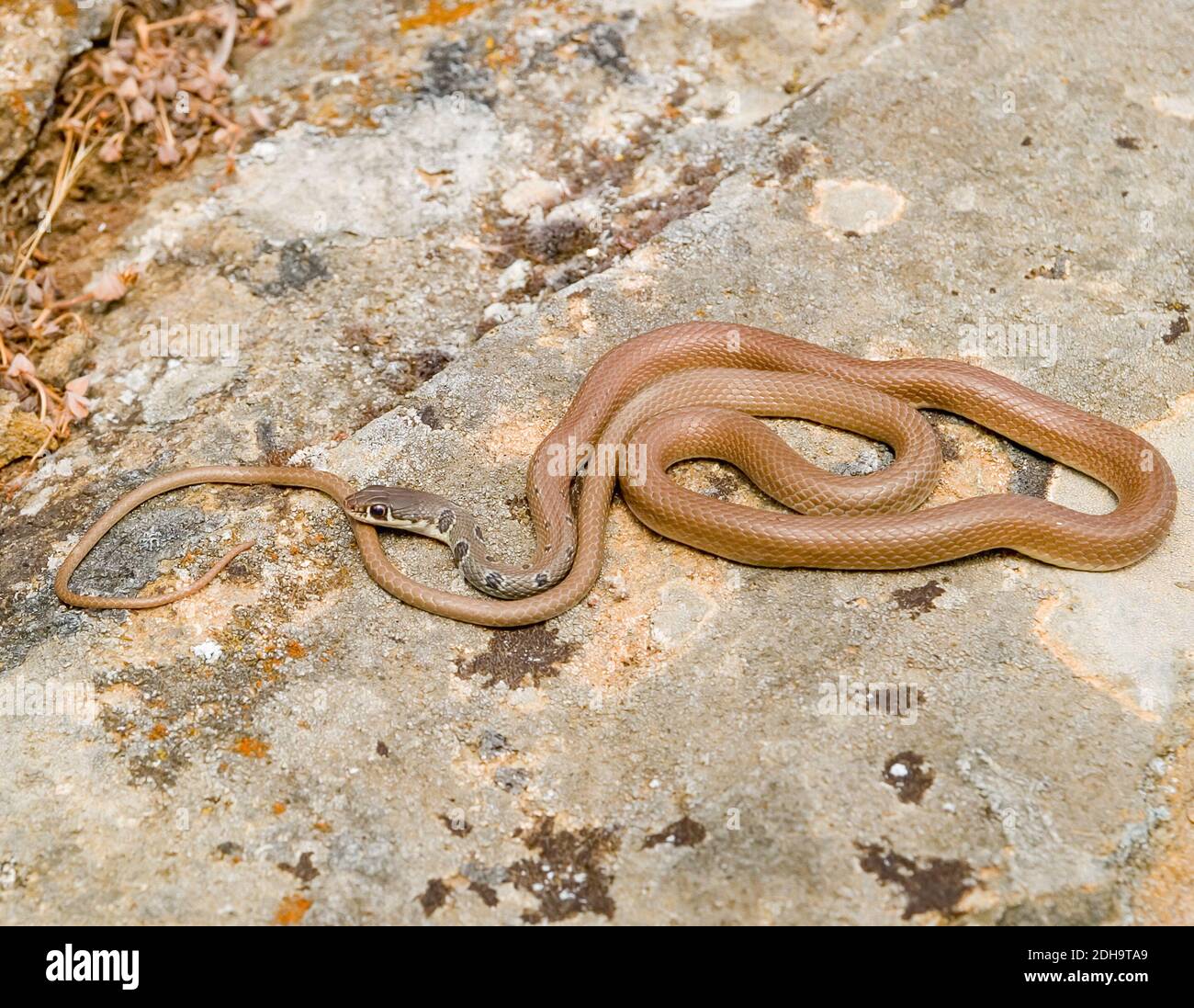 slender whip snake, platyceps najadum, former coluber najadum Stock ...