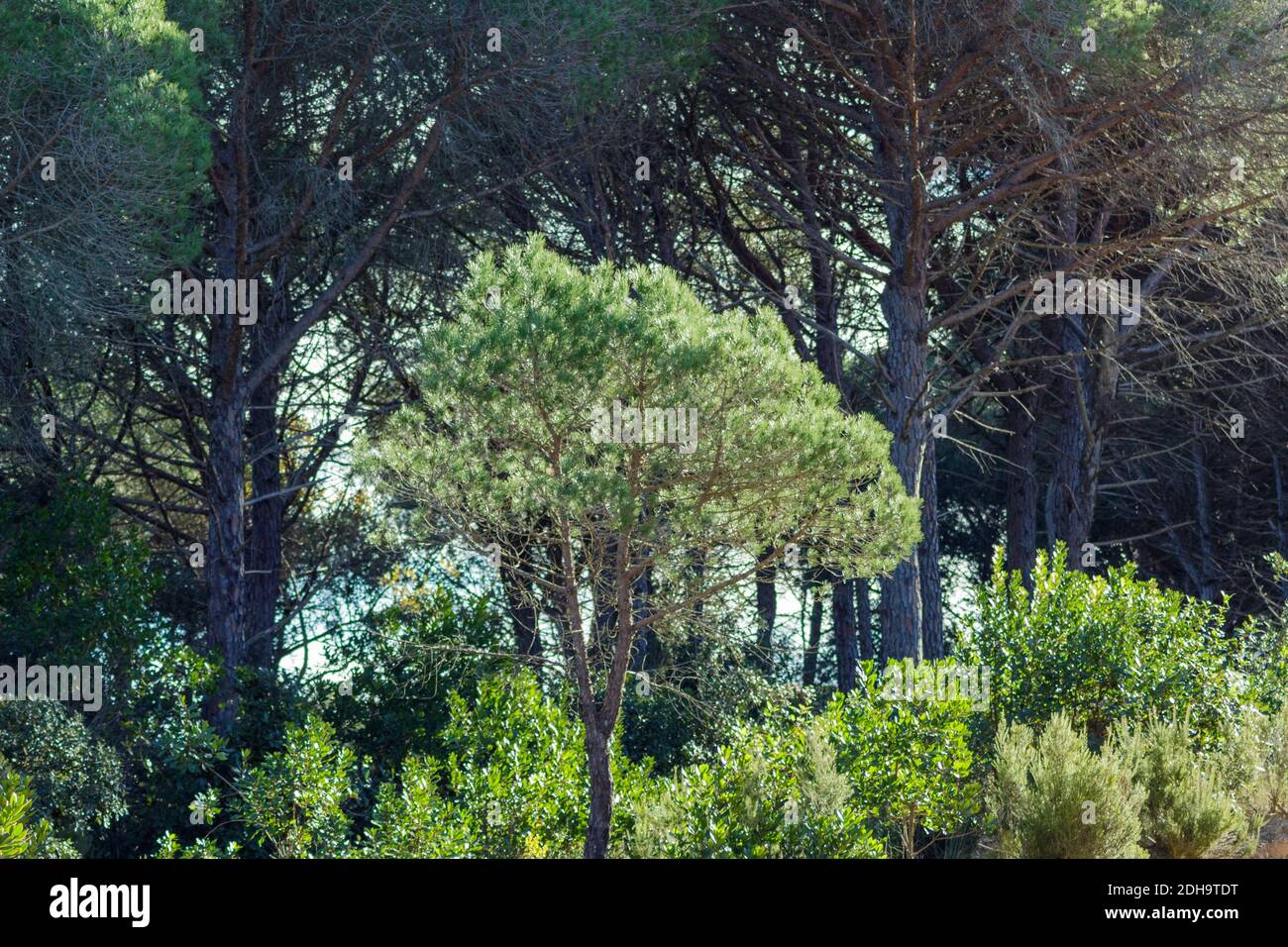 A beautiful view of the pinus pinea tree in the forest Stock Photo - Alamy