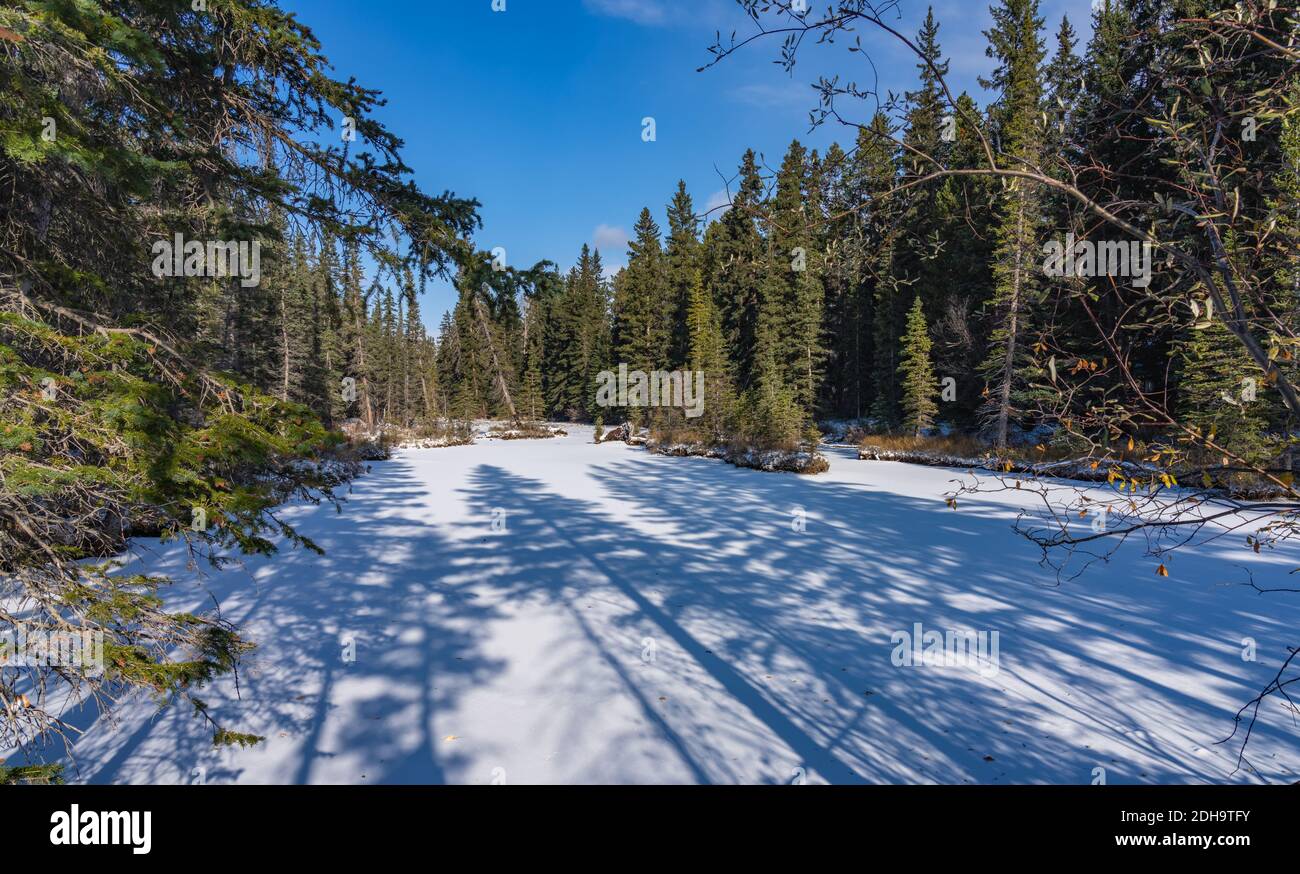 Pine trees cast shadow on a frozen stream covered with snow in the ...