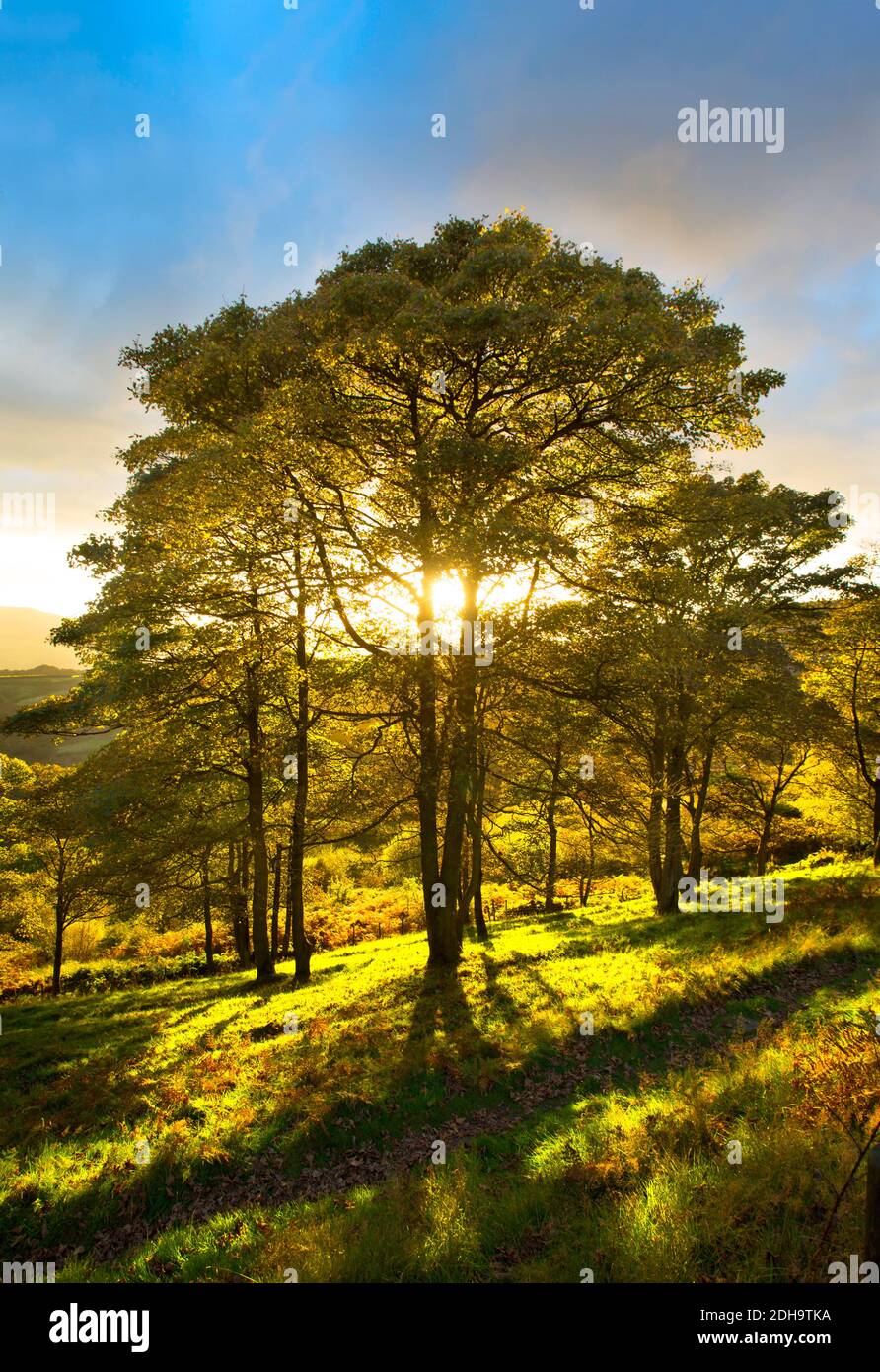 Tree trunk lit evening sun hi-res stock photography and images - Alamy