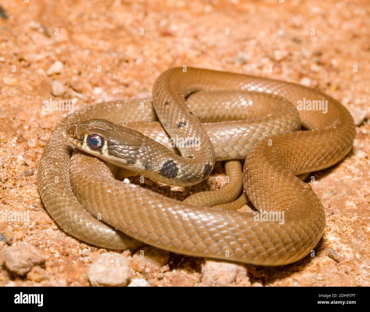slender whip snake, platyceps najadum, former coluber najadum Stock ...
