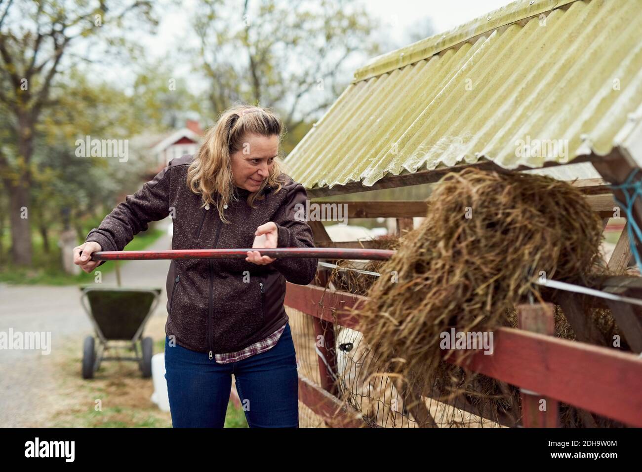 Female farmer putting hay in stable with pitchfork Stock Photo - Alamy