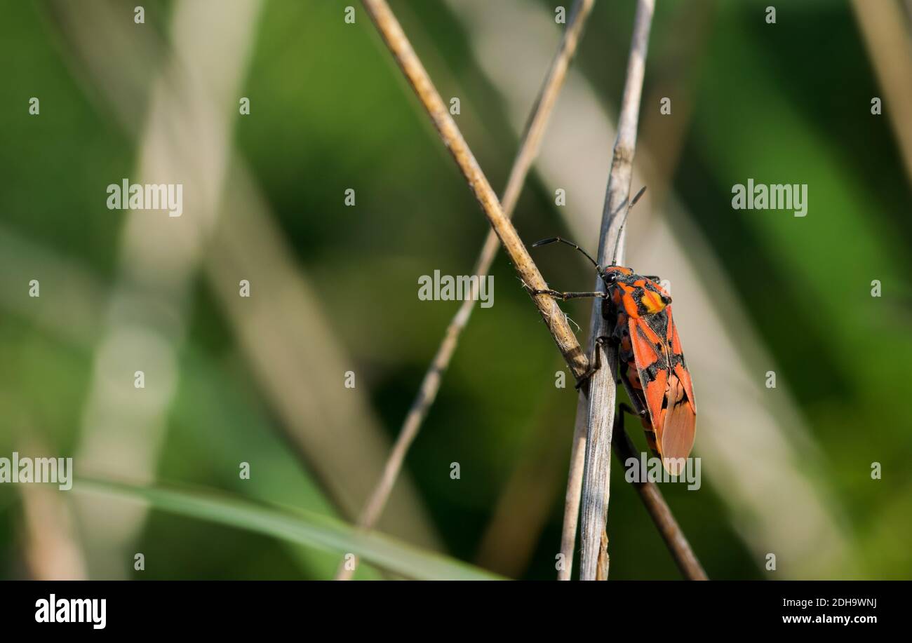 A closeup of a red soldier bug on dried branches in a field under the ...