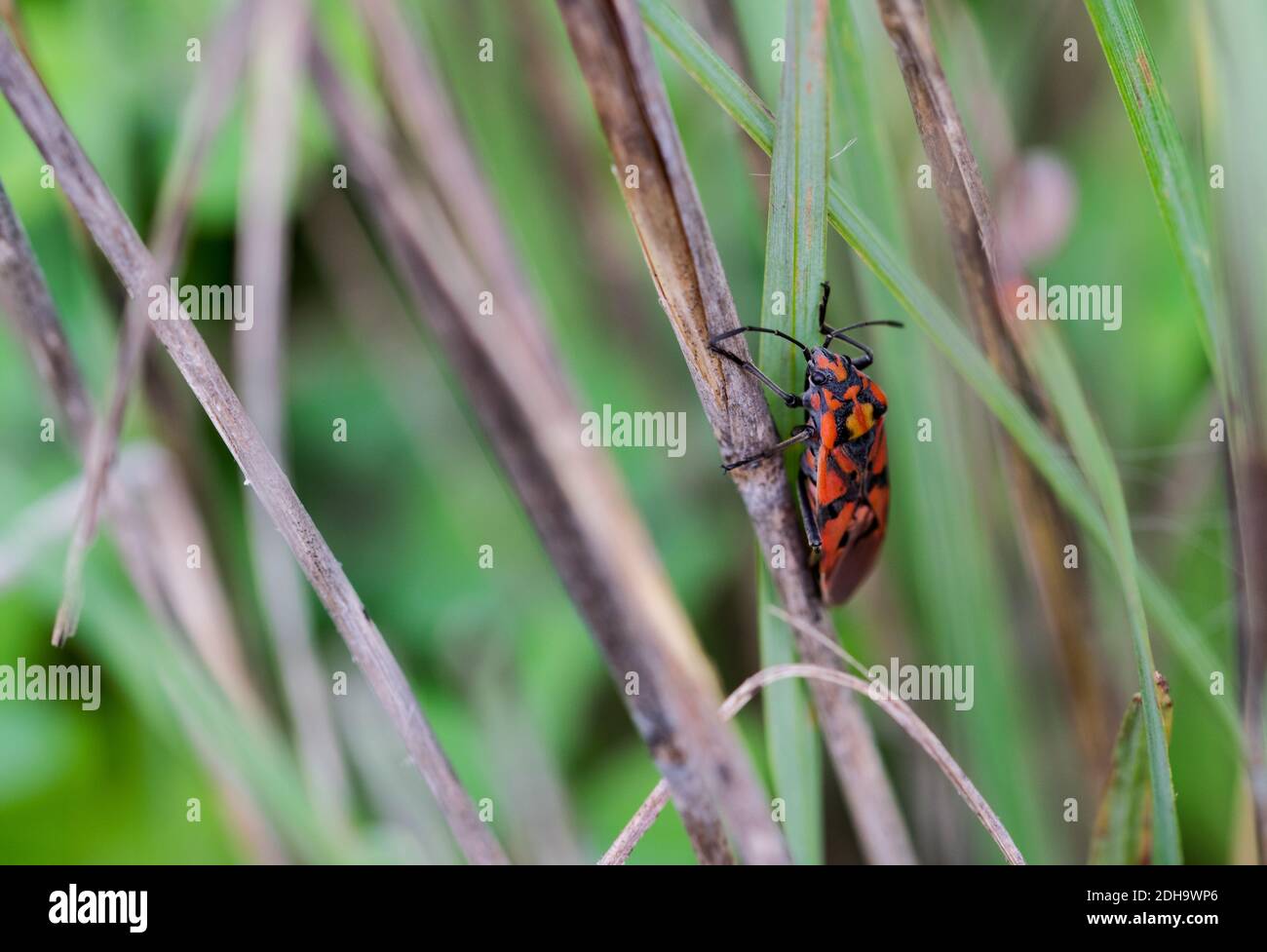 A closeup of a red soldier bug on dried branches in a field under the ...