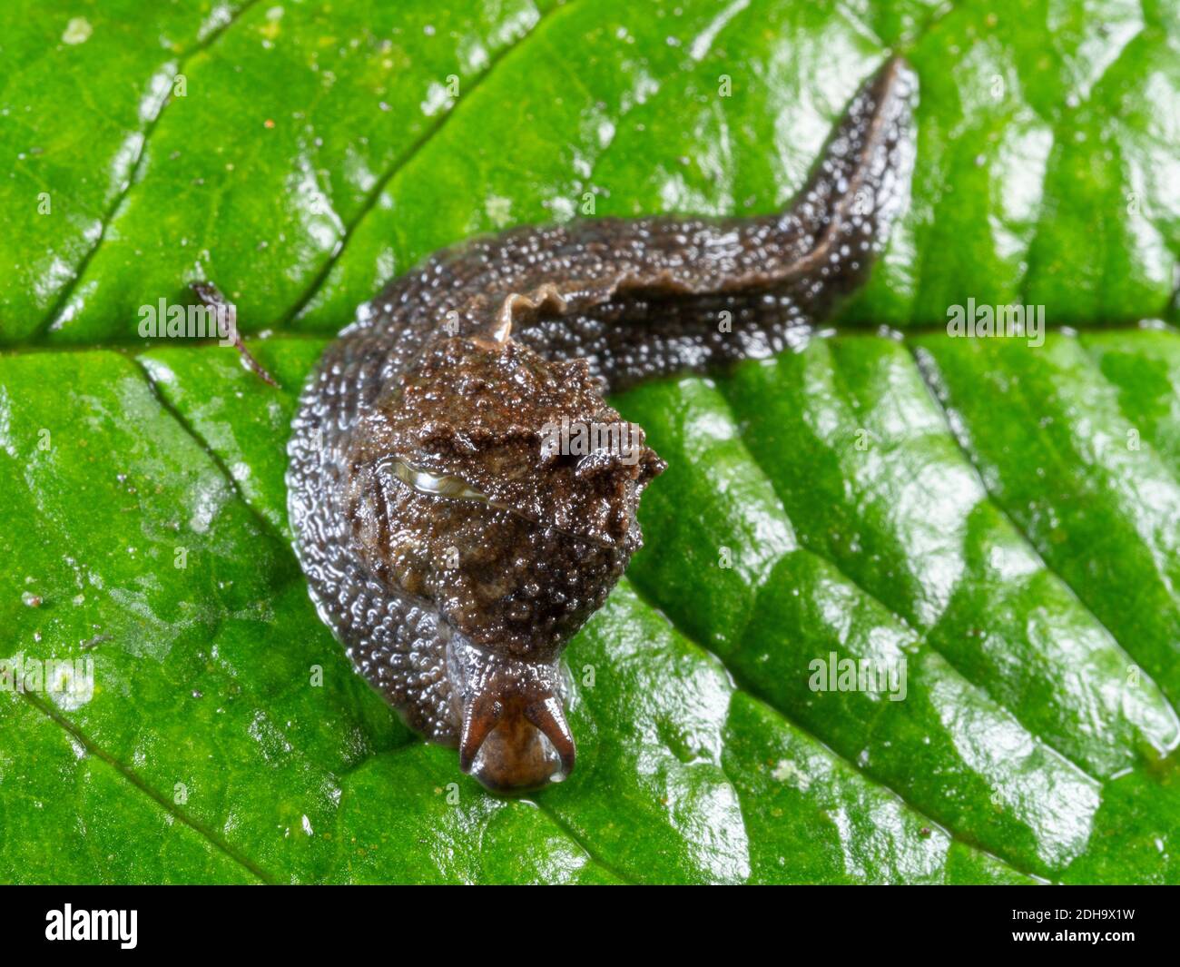 Cousini hi-res stock photography and images - Alamy