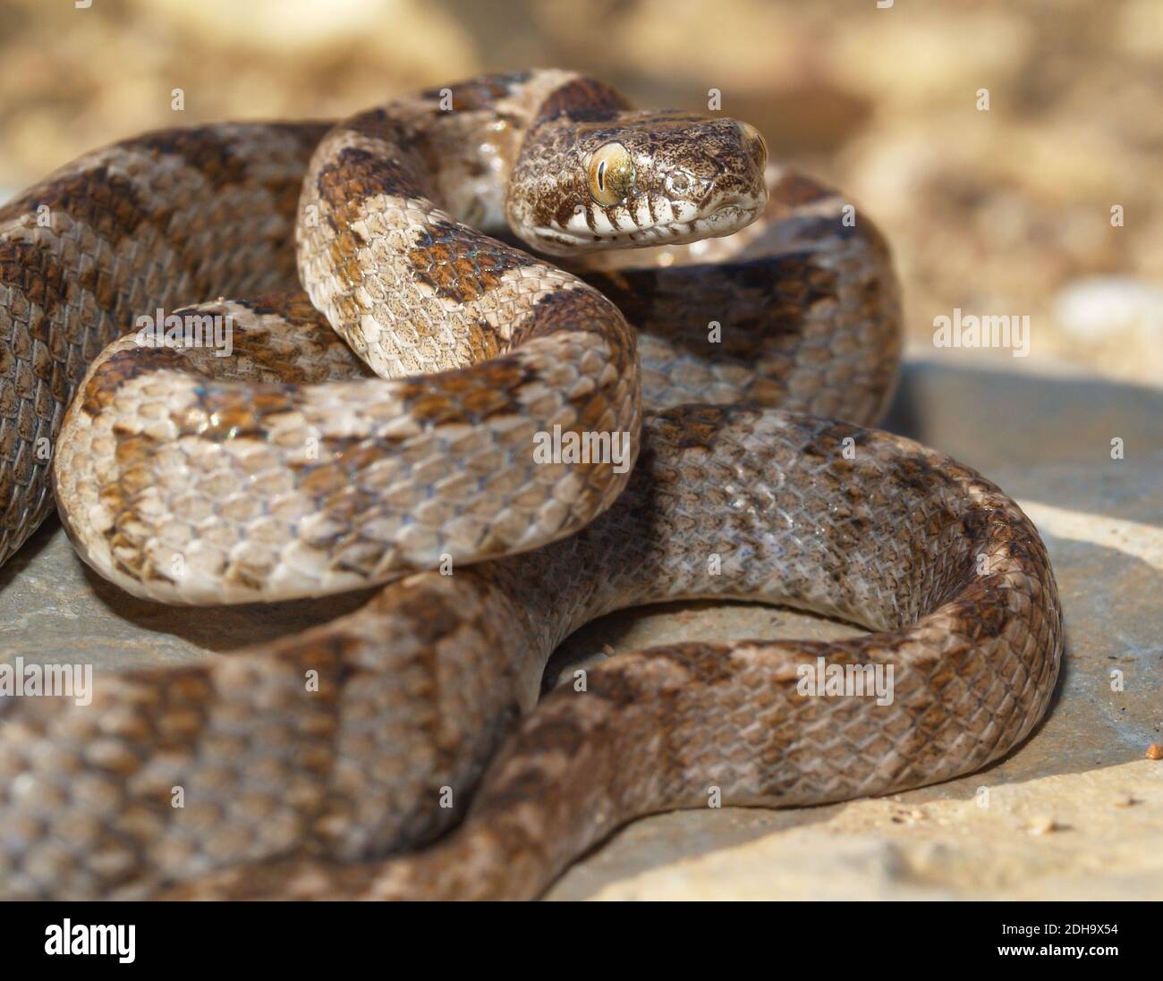 Mediterranean cat snake, Telescopus fallax, soosan snake Stock Photo ...
