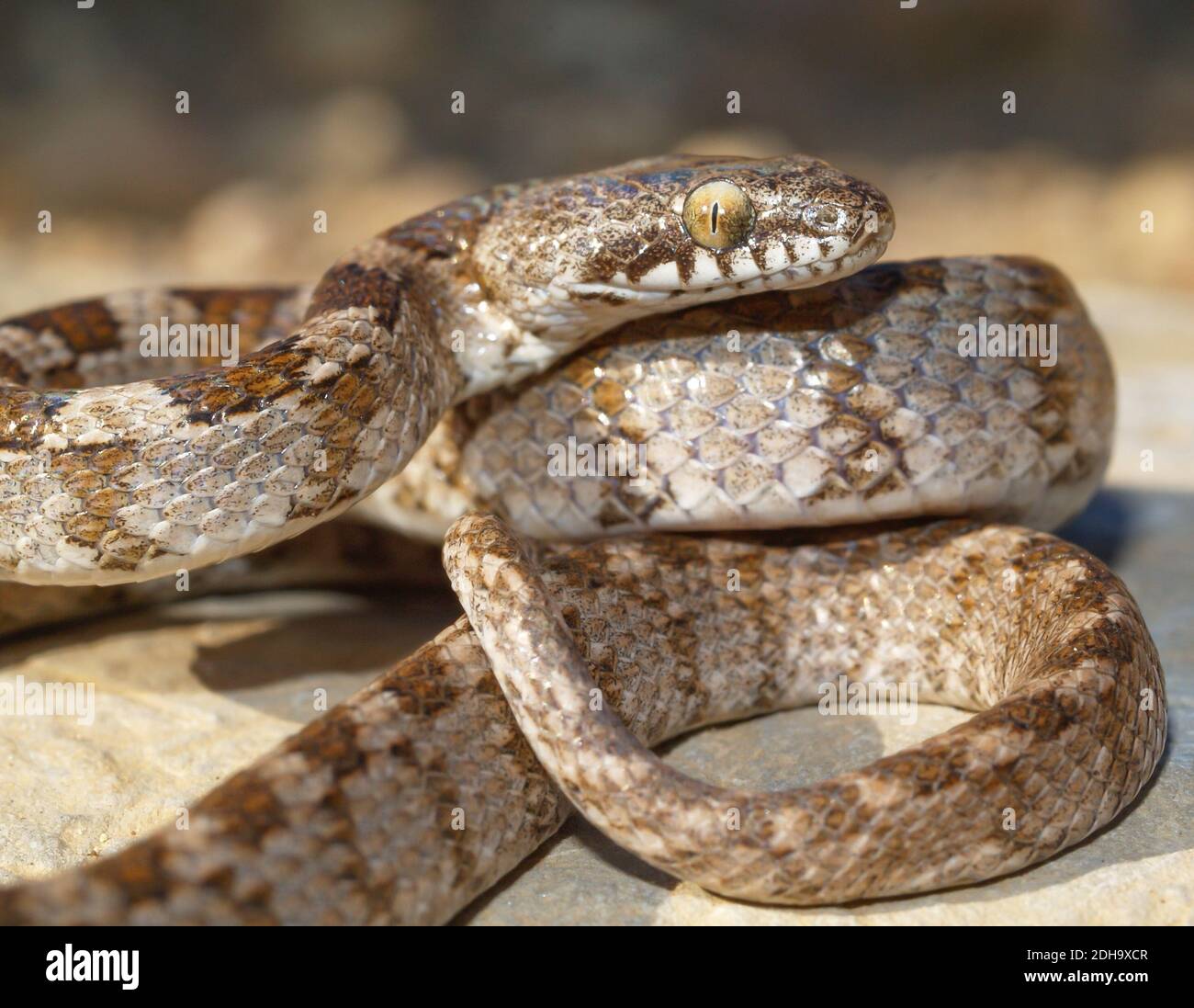 Mediterranean cat snake, Telescopus fallax, soosan snake Stock Photo ...