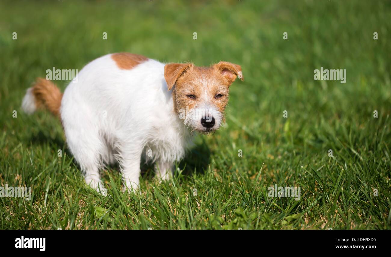 Funny pet dog doing his toilet, defecated, pooping, pet excrement ...
