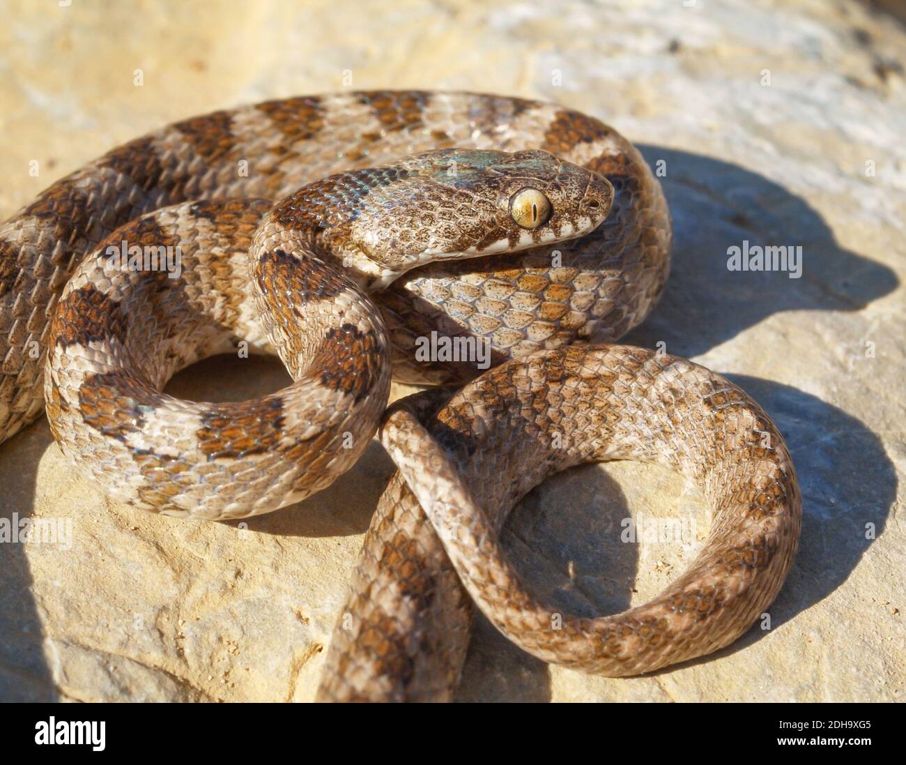 Mediterranean cat snake, Telescopus fallax, soosan snake Stock Photo ...