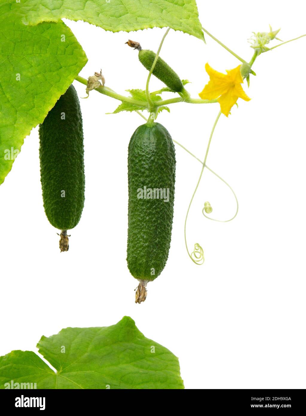 Cucumber plant hi-res stock photography and images - Alamy