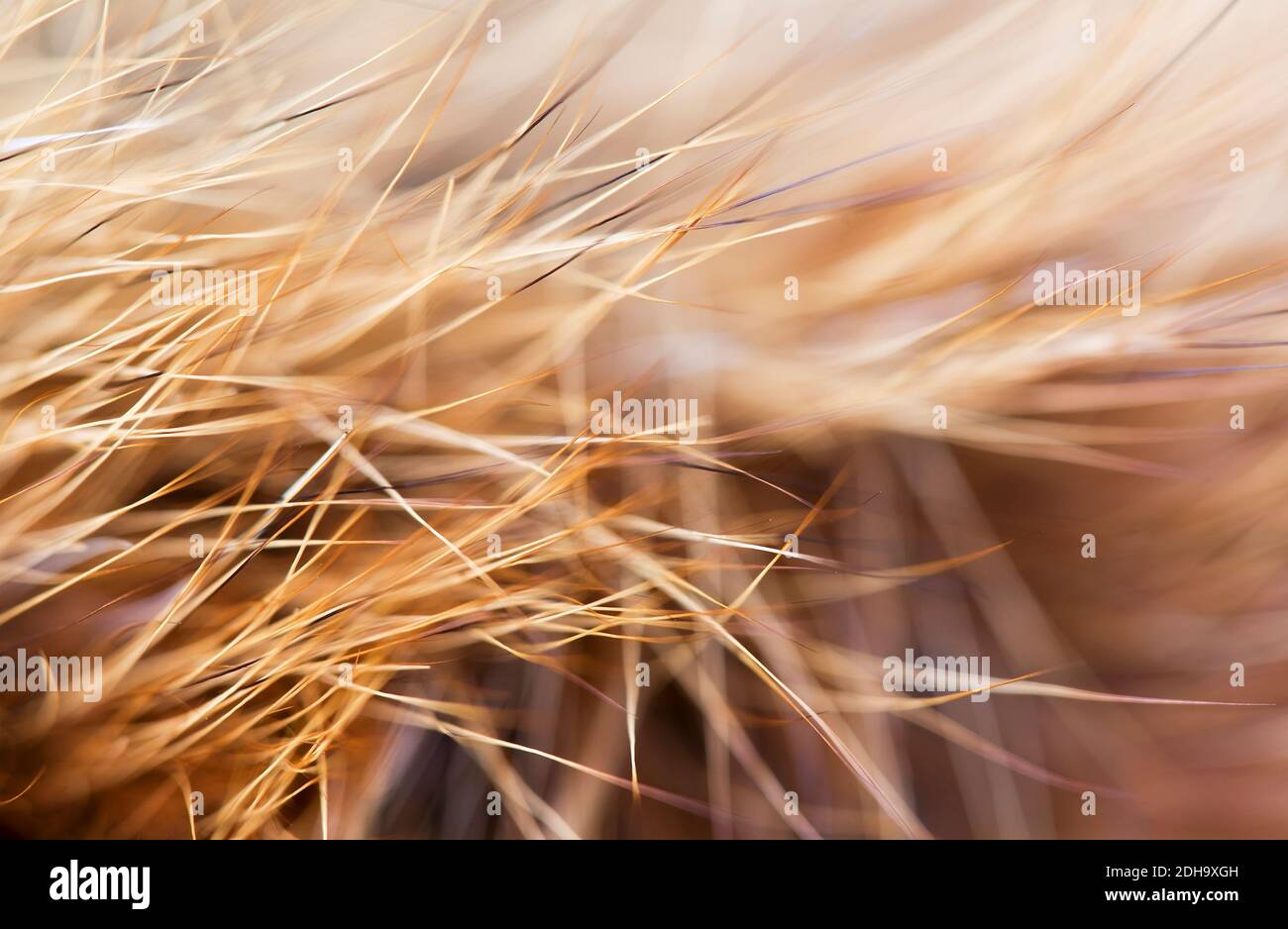 Red fox animal fur hair close-up background with copy space Stock Photo ...