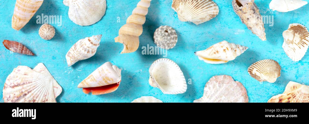 Ocean panorama with sea shells, shot from above on a vibrant blue ...