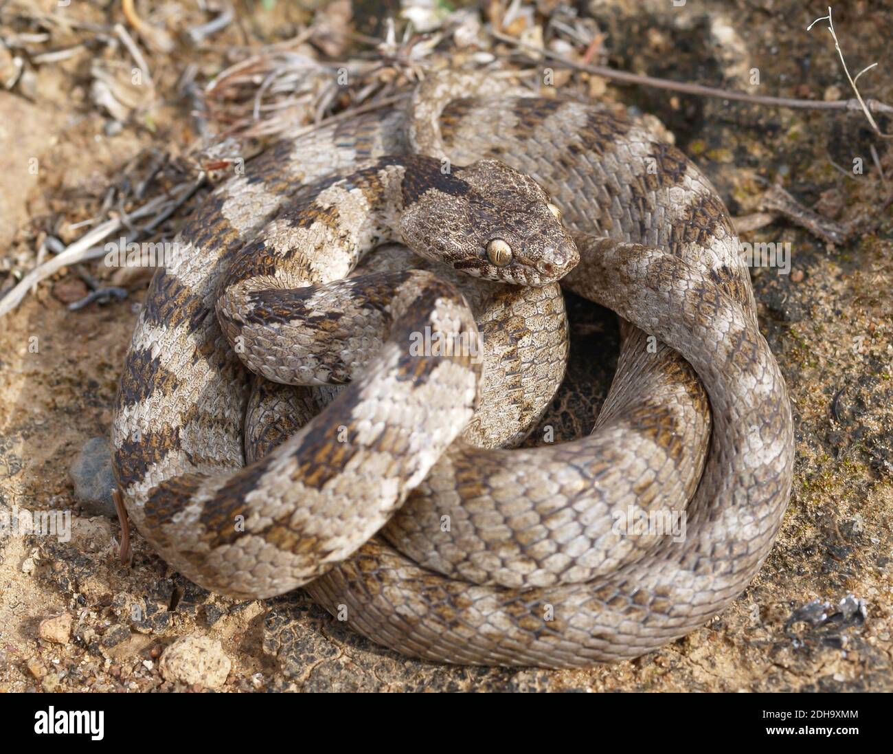 Mediterranean cat snake, Telescopus fallax, soosan snake Stock Photo ...