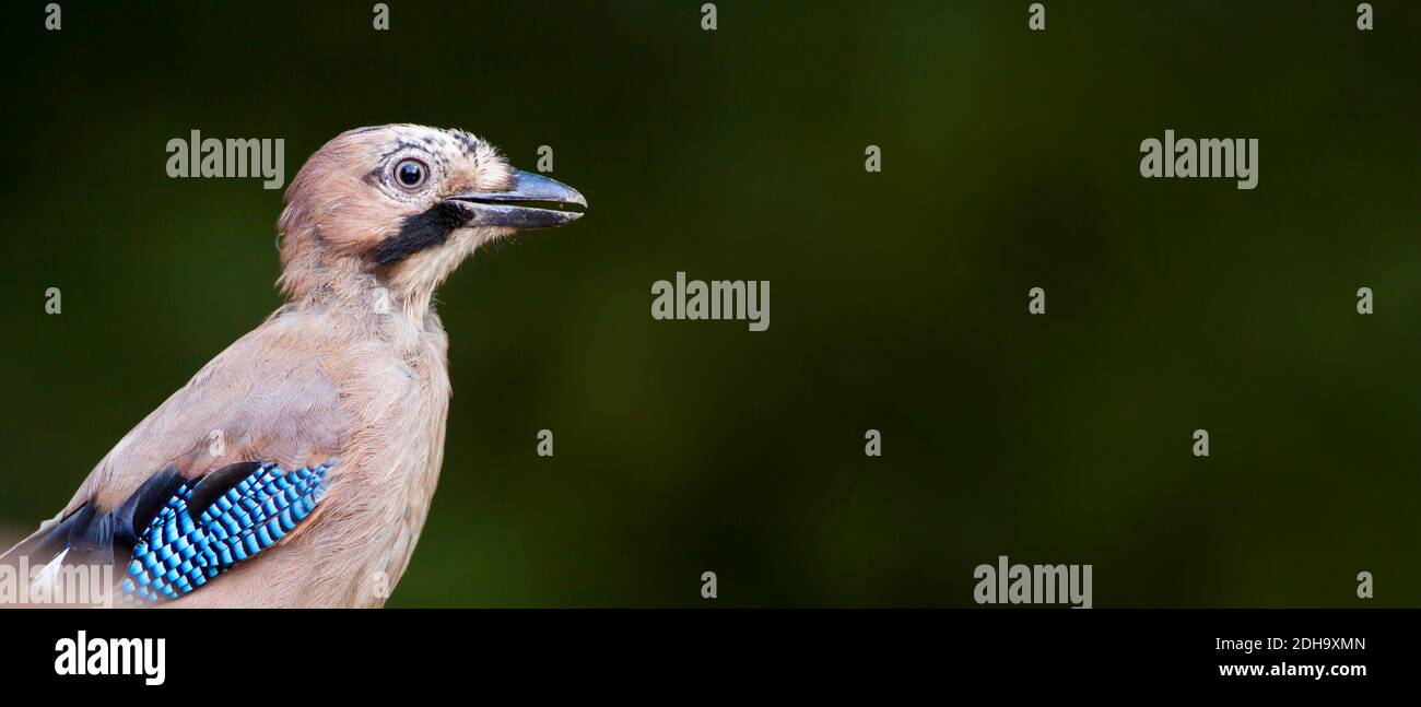 Funny jay bird banner with copy space Stock Photo - Alamy