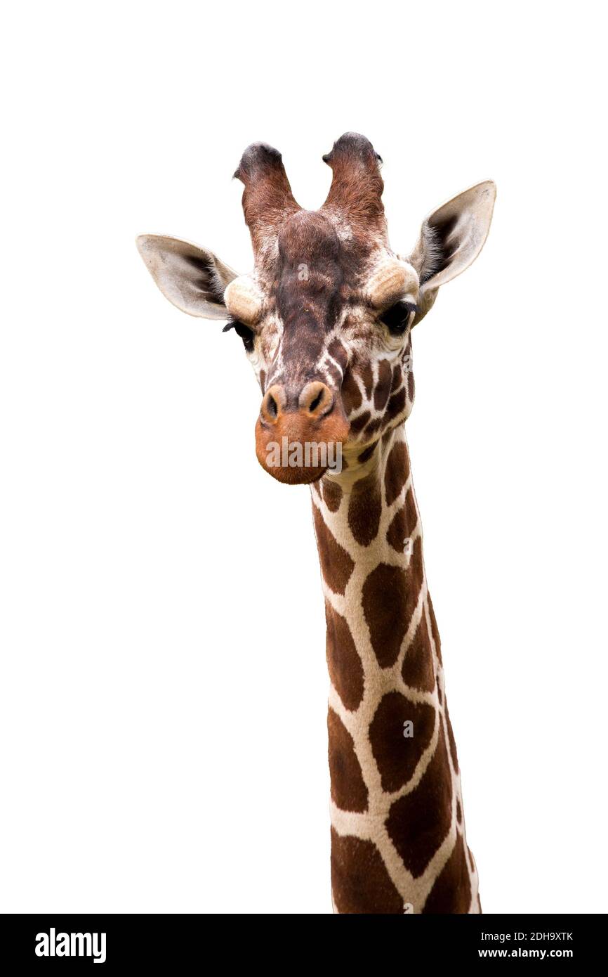 Giraffe isolated on white background Stock Photo - Alamy
