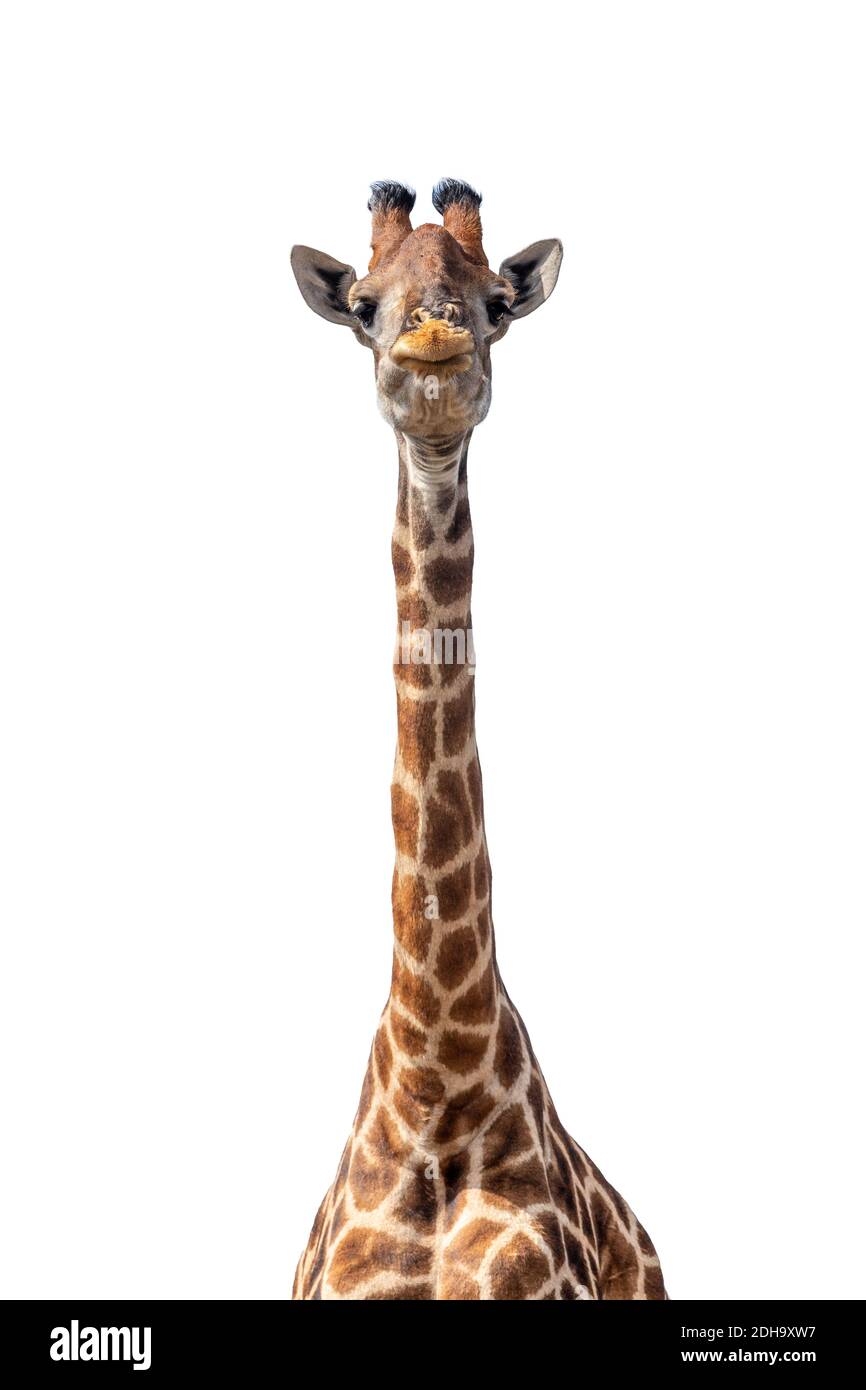 Girrafe With Wite Background
