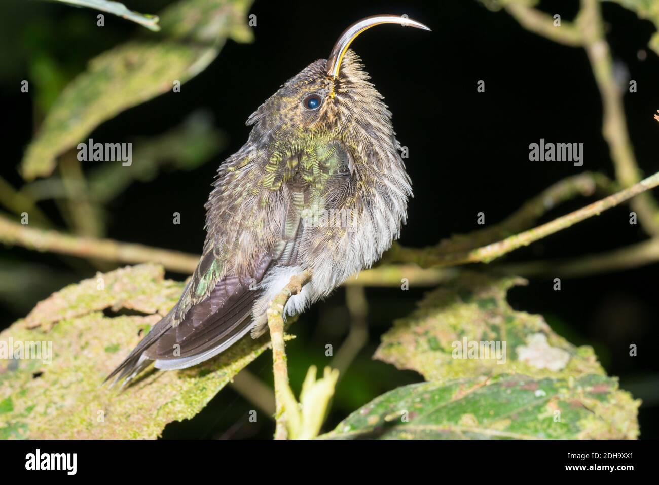 White-tipped Sicklebill Hummingbird (Eutoxeres aquila) roosting at ...