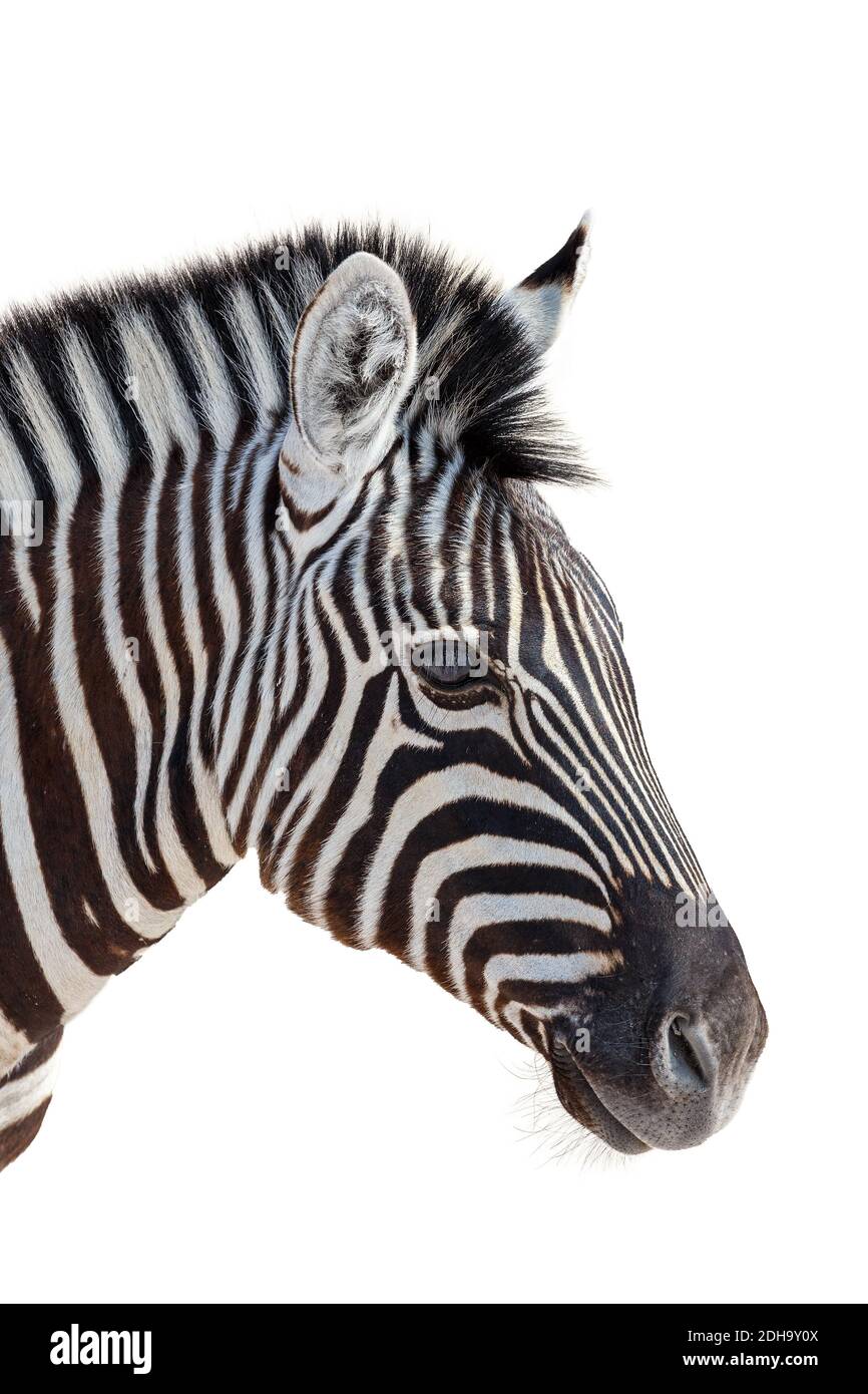Head of a zebra isolated in white background Stock Photo - Alamy