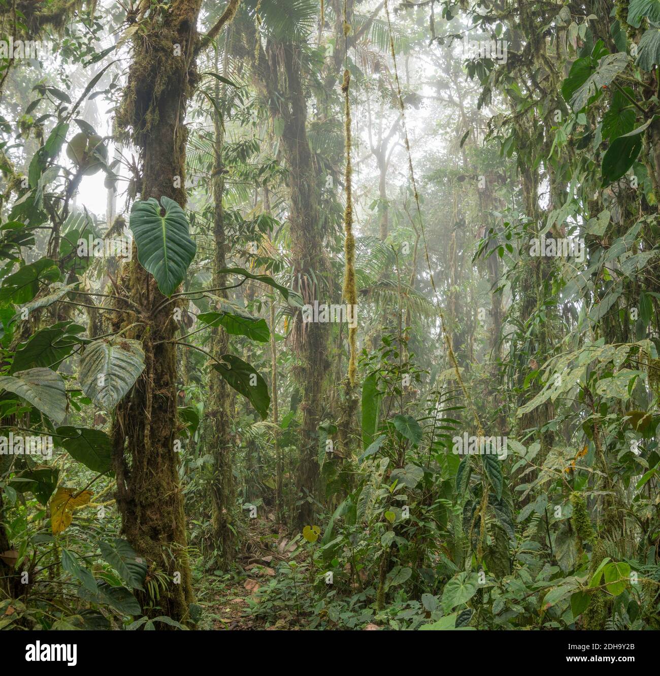 Los cedros biological reserve hi-res stock photography and images - Alamy