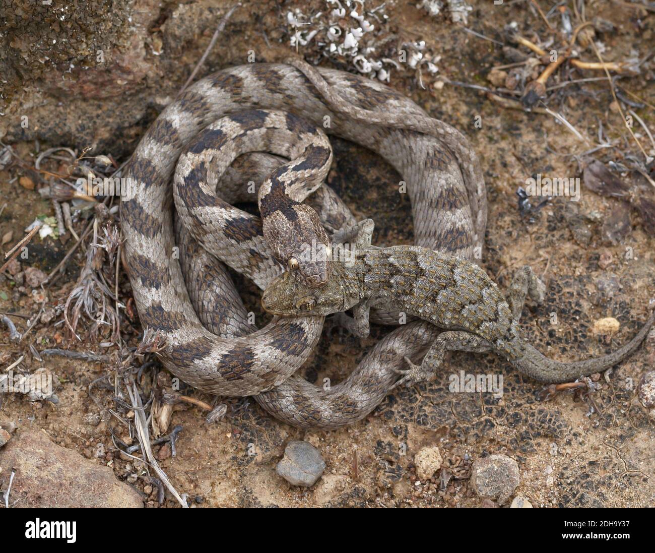 Cat catching snake hi-res stock photography and images - Alamy