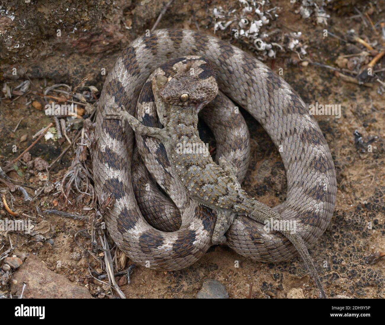 Mediterranean cat snake, Telescopus fallax, soosan snake catching a ...