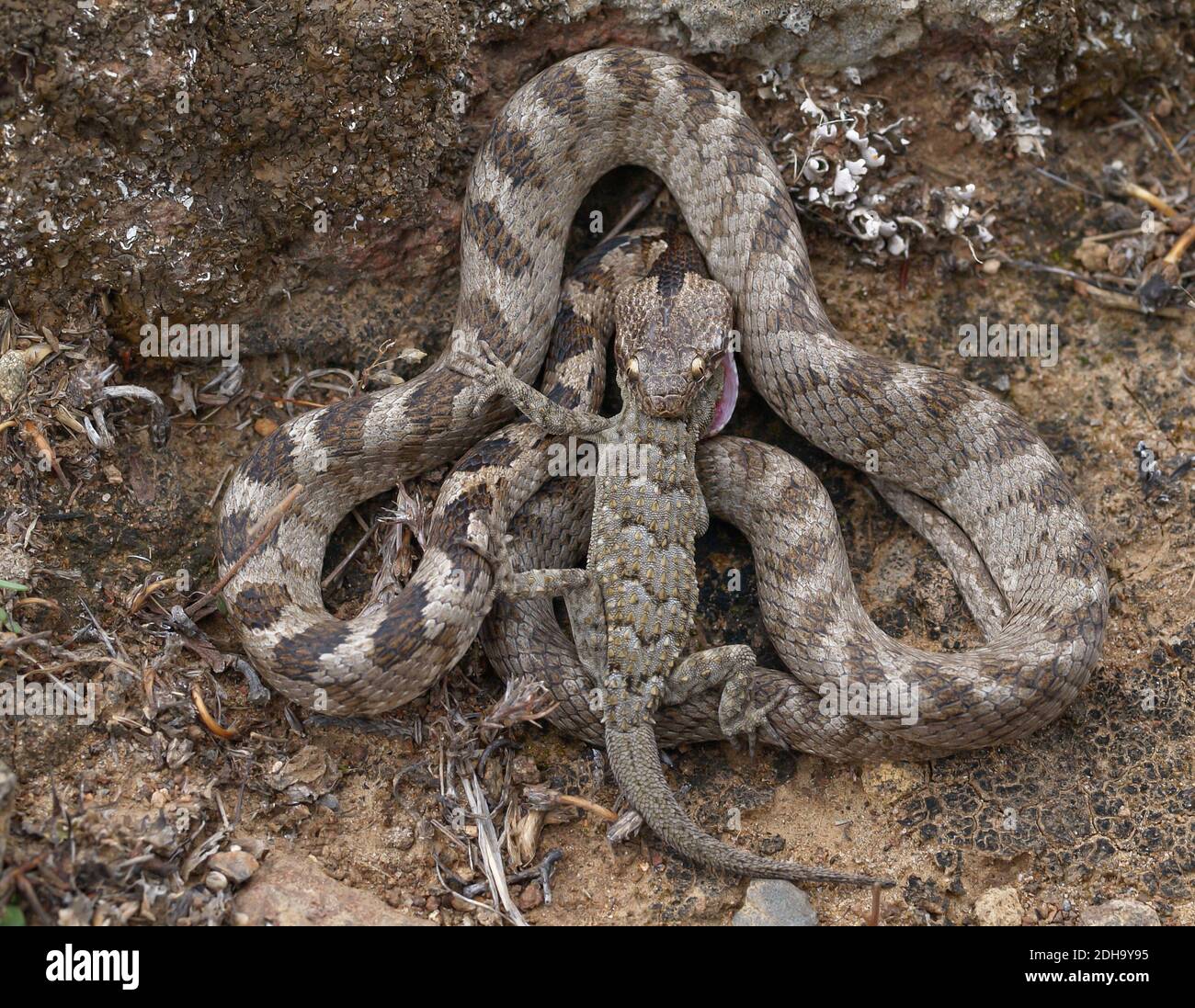 Cat catching snake hi-res stock photography and images - Alamy