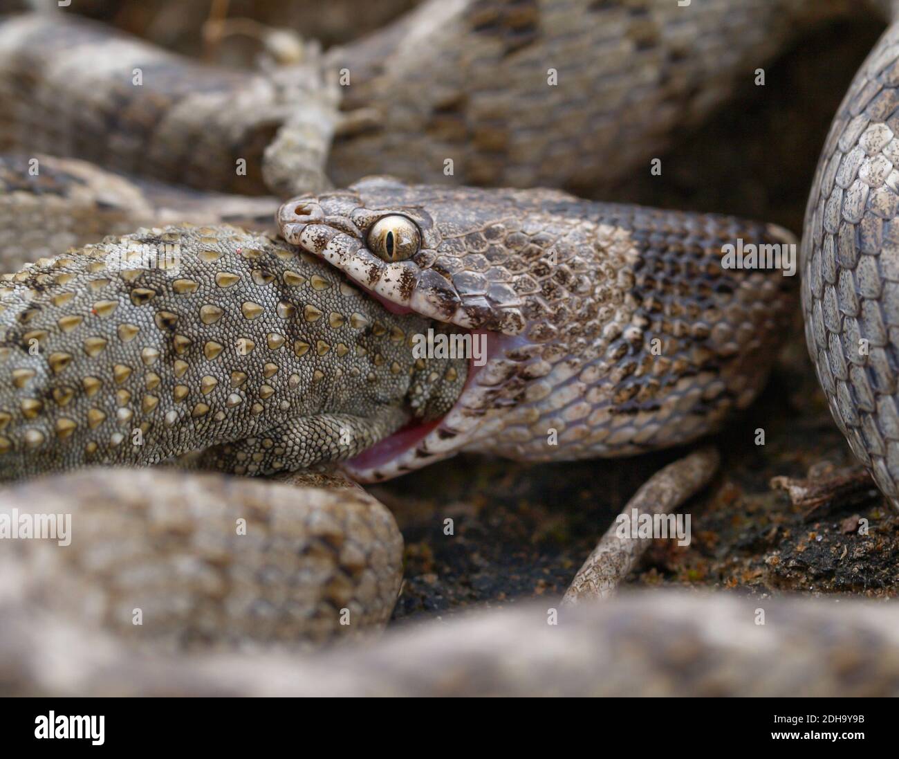 Cat catching snake hi-res stock photography and images - Alamy