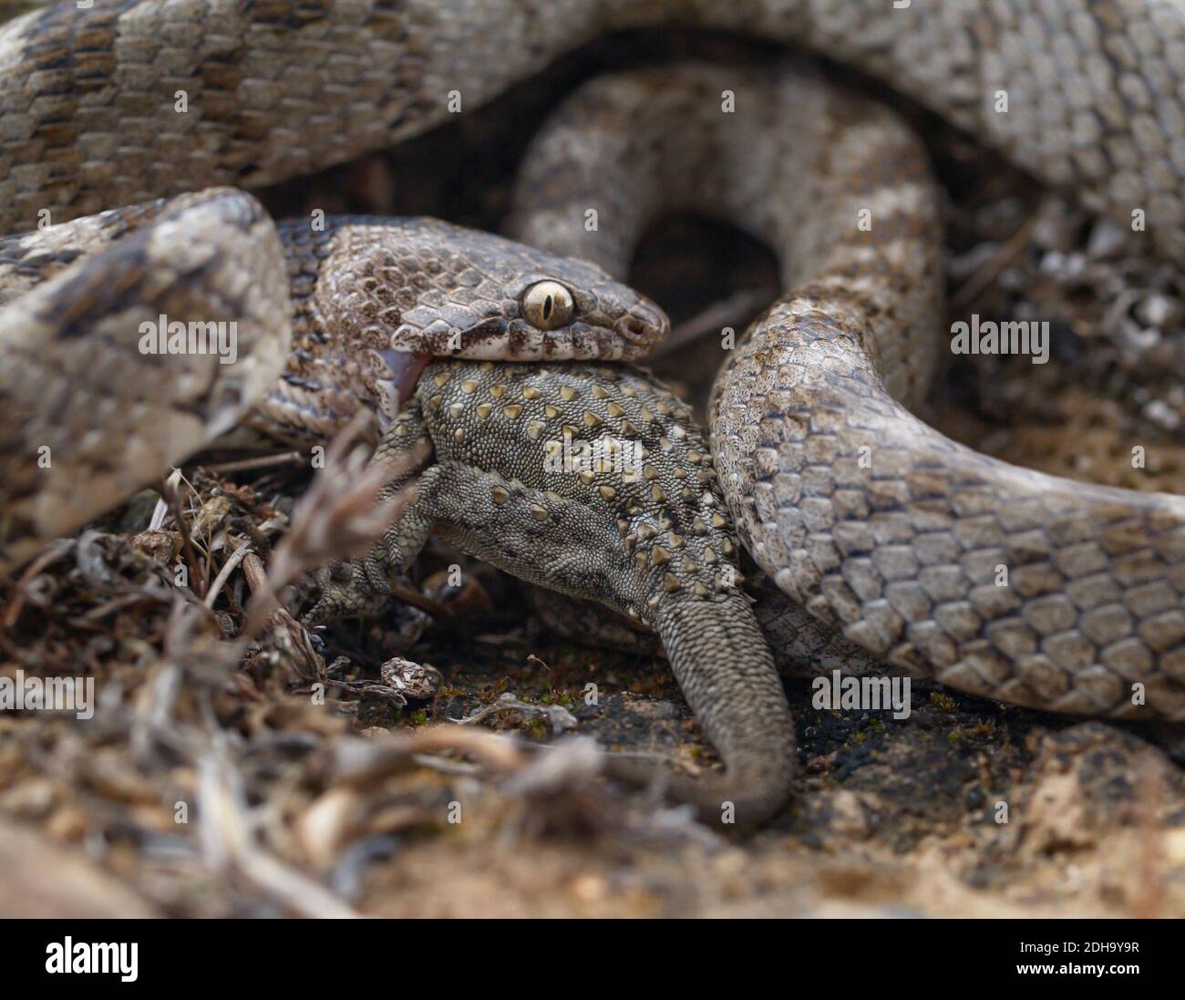 Mediterranean cat snake, Telescopus fallax, soosan snake catching a ...