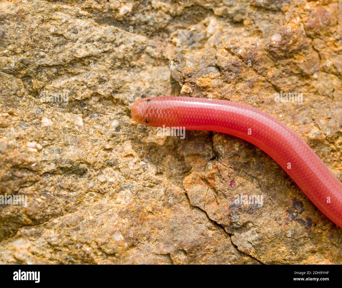 european worm snake, typhlops vermicularis in greece Stock Photo - Alamy