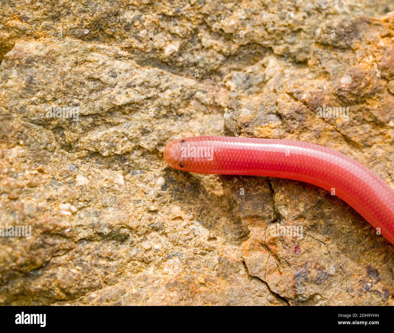 european worm snake, typhlops vermicularis in greece Stock Photo - Alamy
