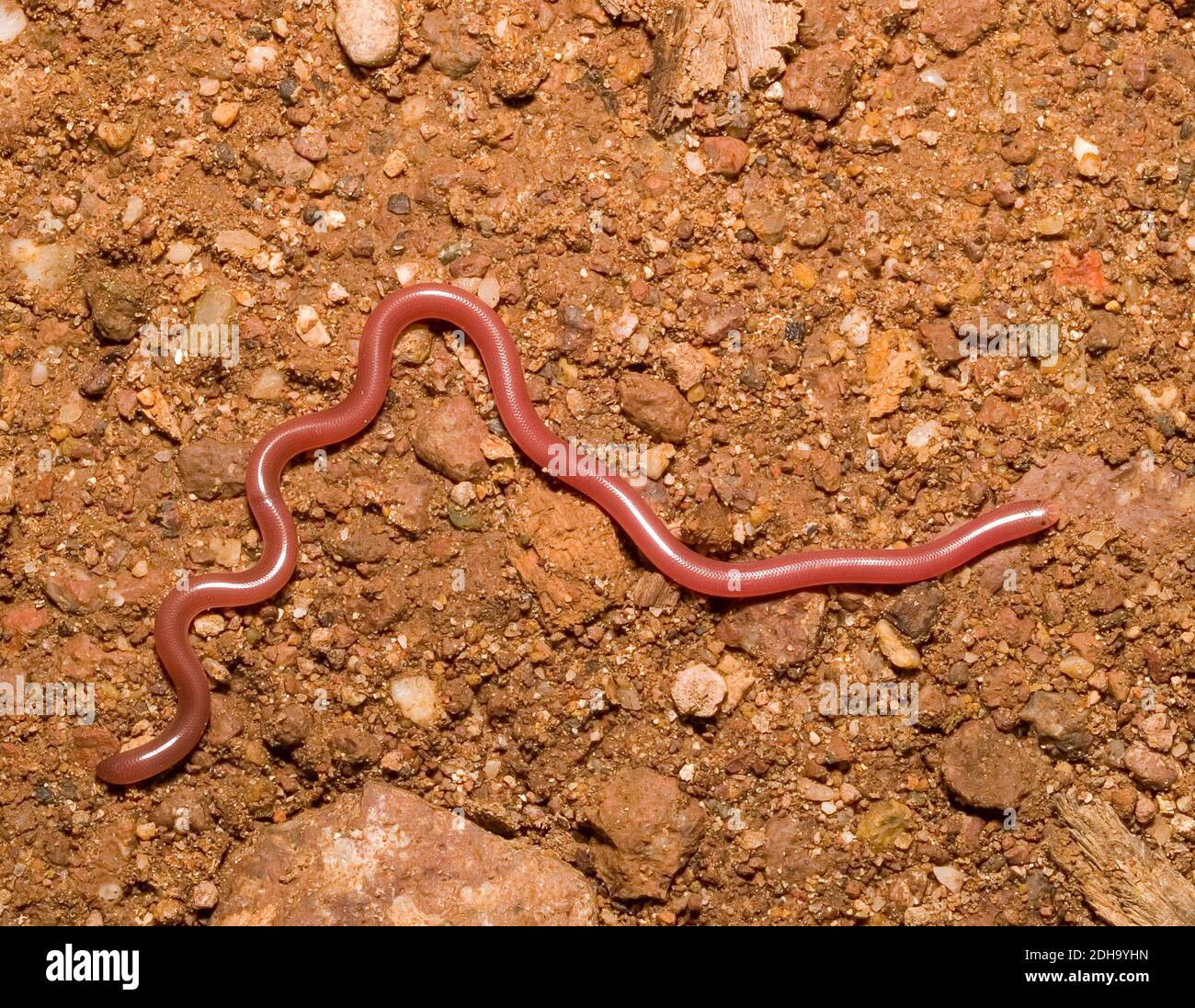 european worm snake, typhlops vermicularis in greece Stock Photo - Alamy