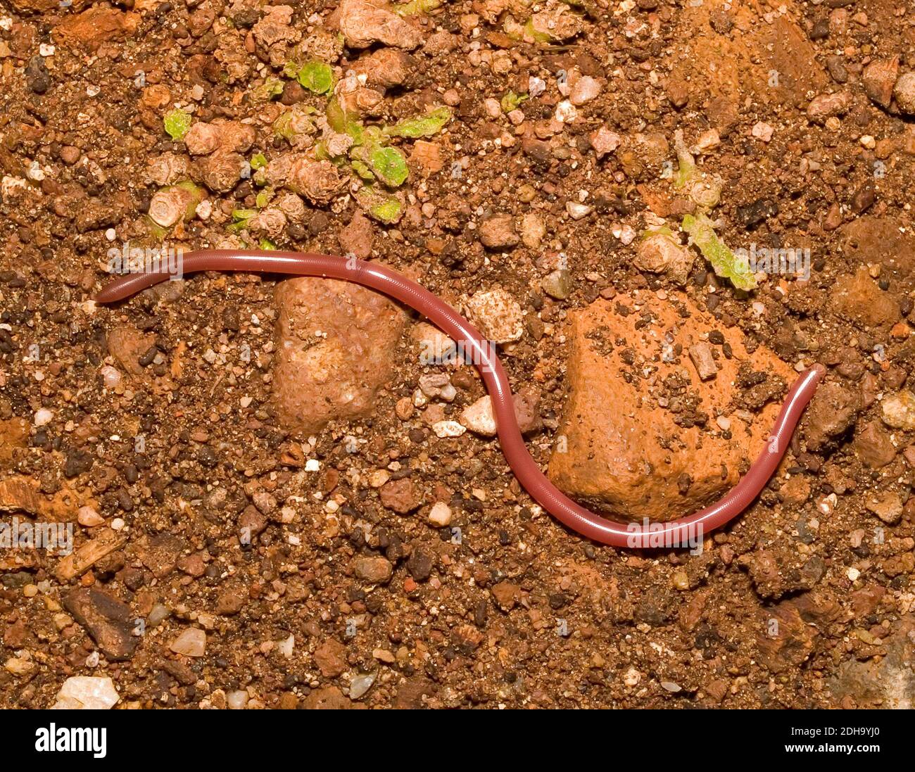european worm snake, typhlops vermicularis in greece Stock Photo - Alamy