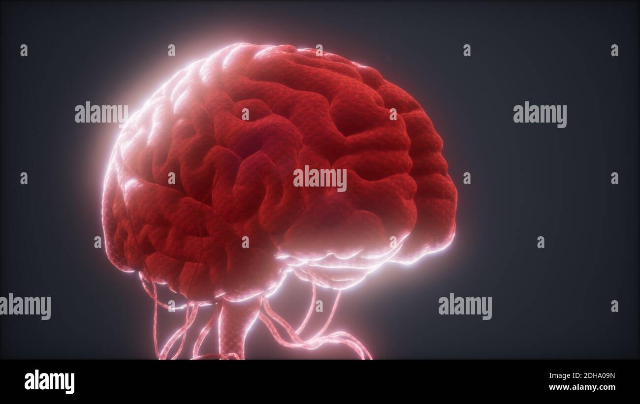 Animated model of human brain Stock Photo - Alamy