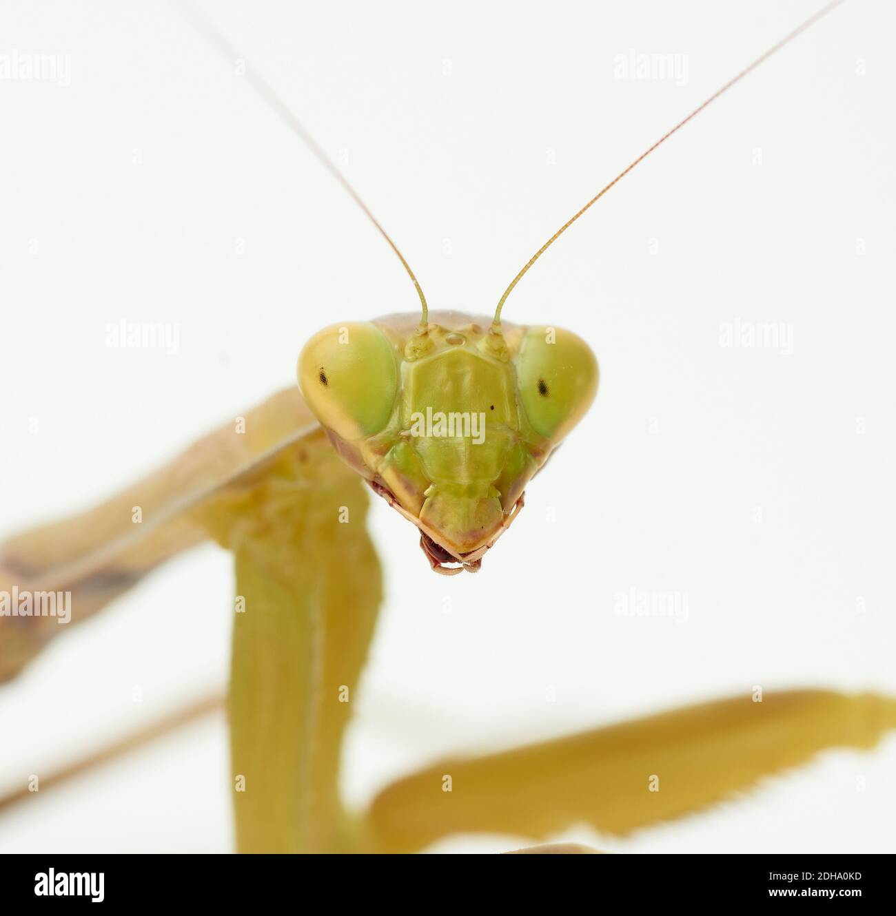 Young mantis hi-res stock photography and images - Alamy