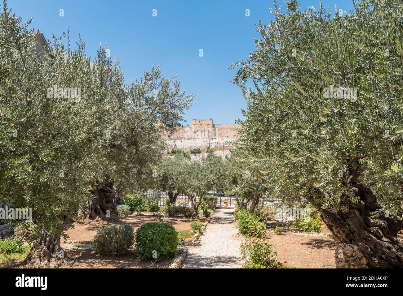 Olive trees in the Garden of Gethsemane, an urban garden at the foot of ...