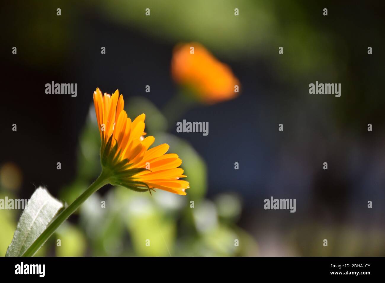 Calendula officinalis flower illuminated by the sun, side view with ...
