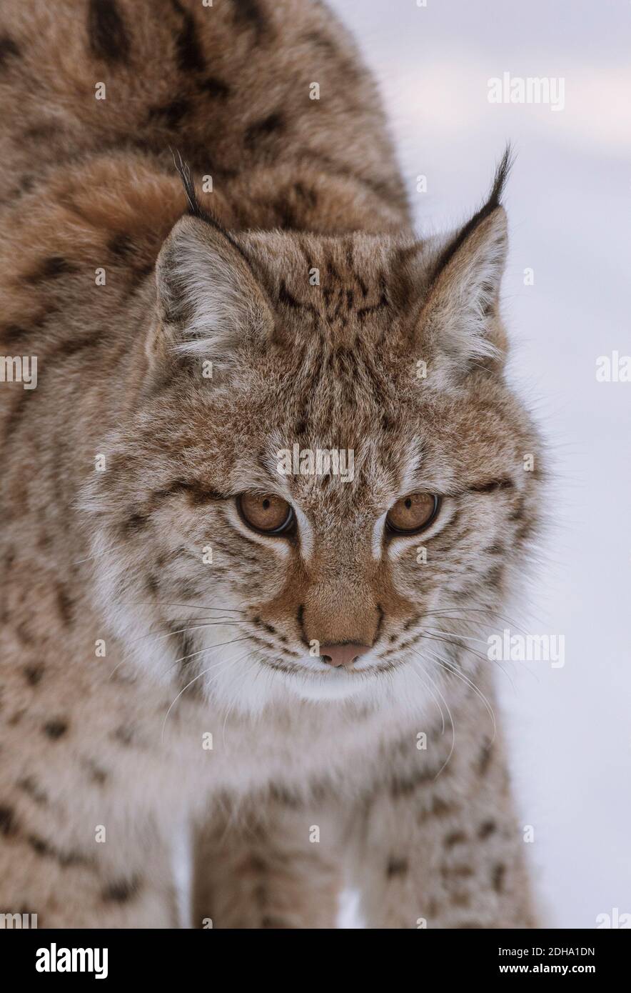 a beautiful European linx in winter, Norrbotten, Sweden Stock Photo - Alamy