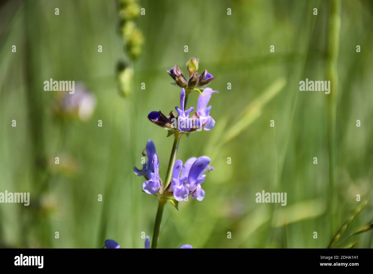 Salvia officinalis flower, contains essential oils, flavonoids and ...