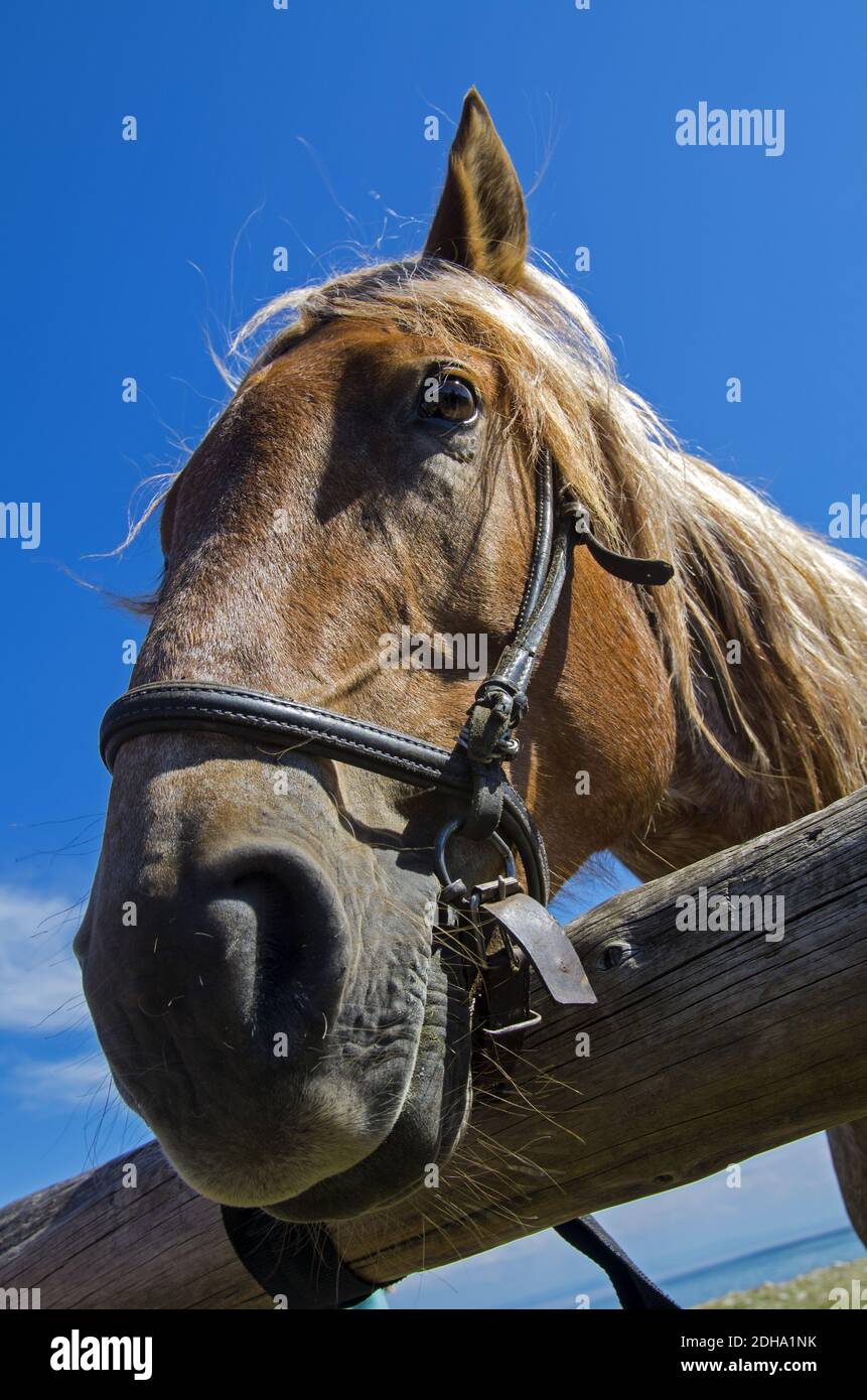 The workhorse hi-res stock photography and images - Alamy