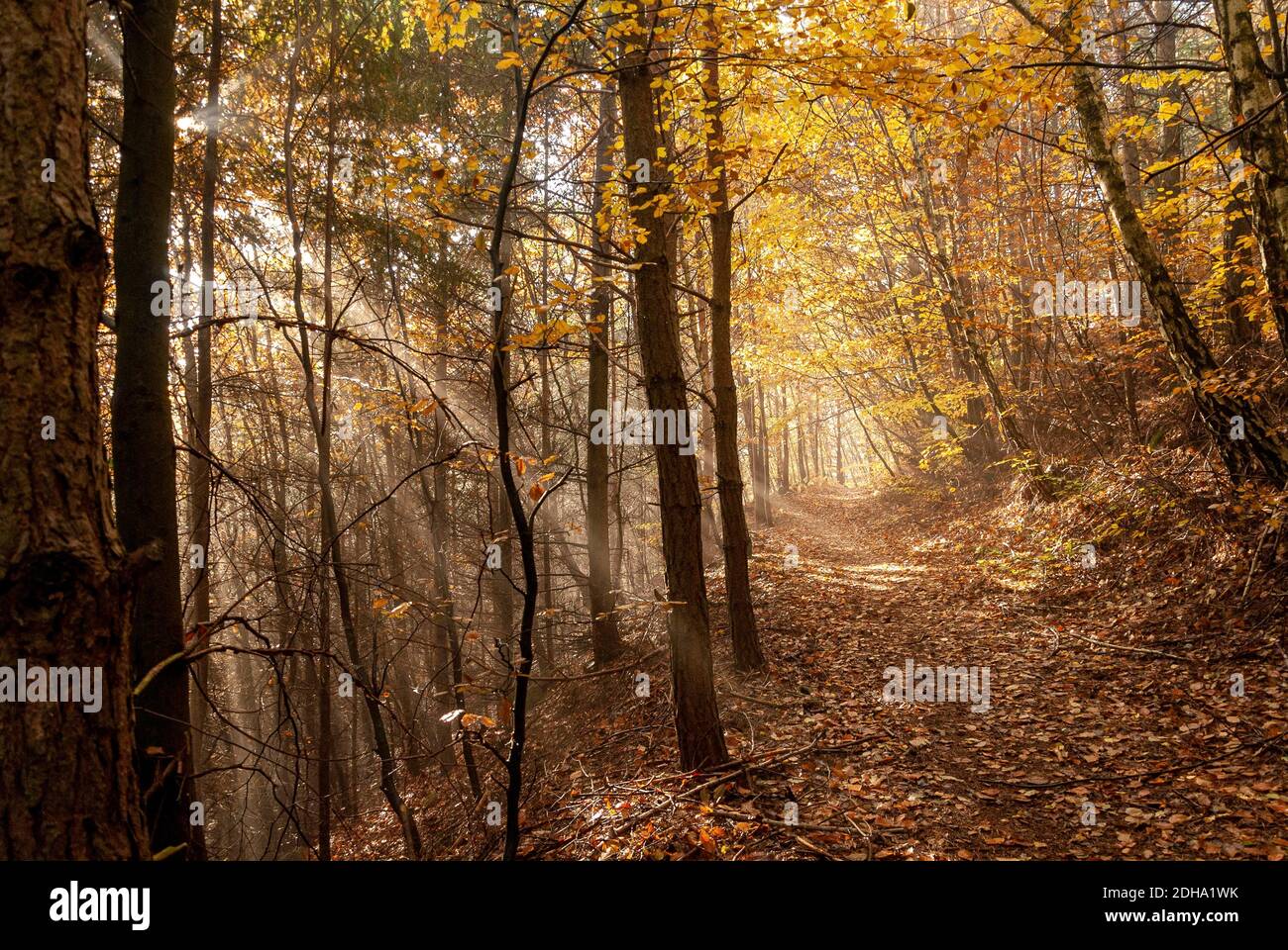 Light through underbrush hi-res stock photography and images - Alamy