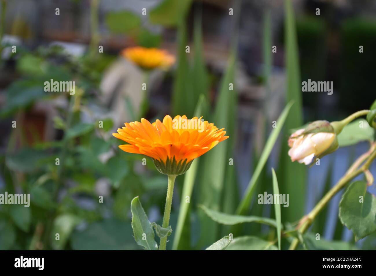 Calendula officinalis flower, side view with other flowers in the ...