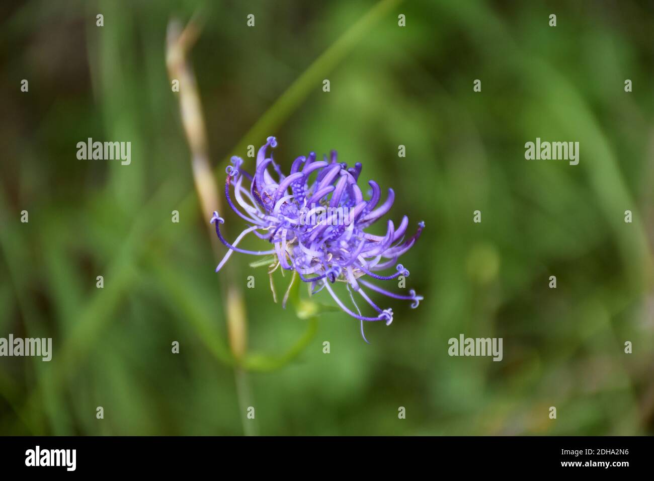 Phyteuma orbiculare flower. Common name round-headed rampion, is a ...