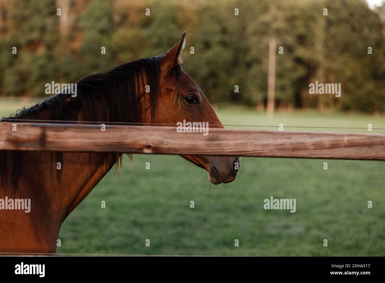 pretty horse on a farm near a wooden fence in summer. place for text ...