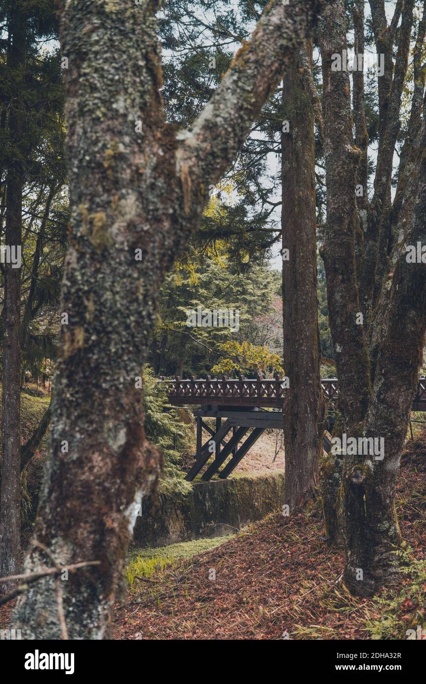 A vertical shot of a bridge surrounded by beautiful greenery and trees ...