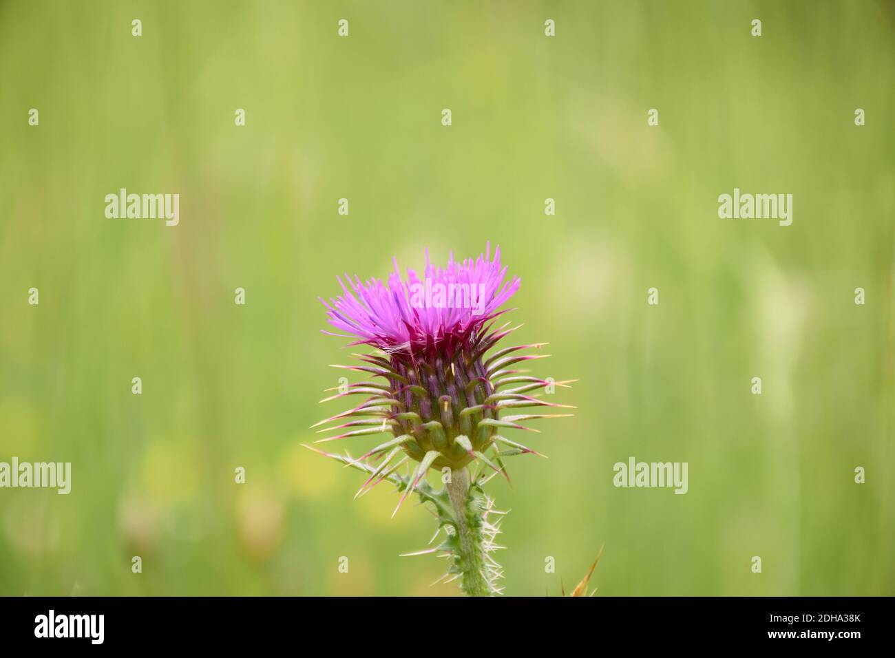 Detail of beautiful purple flower of Carduus assoi illuminated by the ...