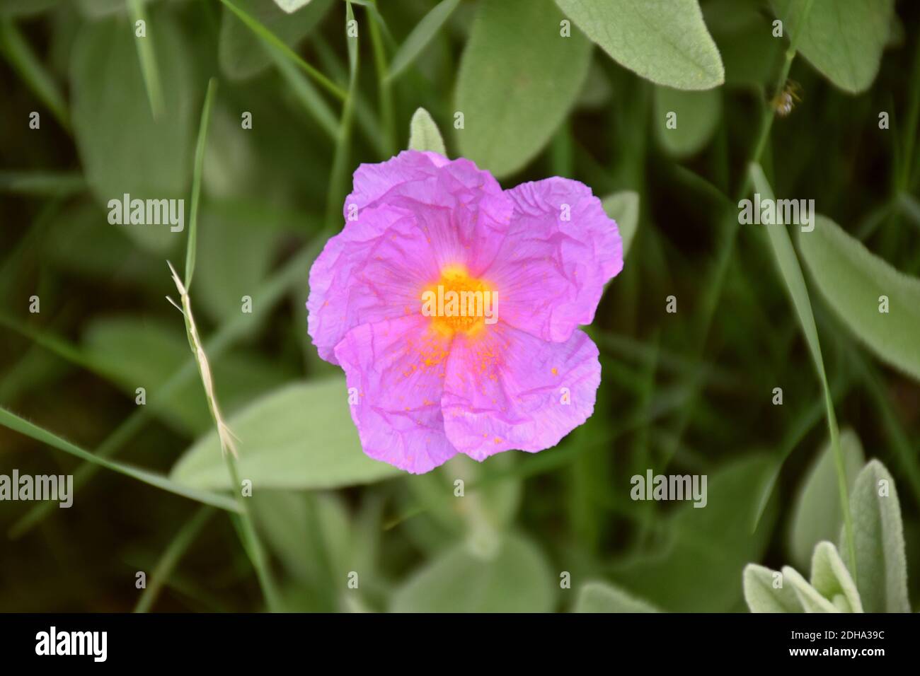 Pink flower of white rockrose (Cistus albidus), the labdanum was ...